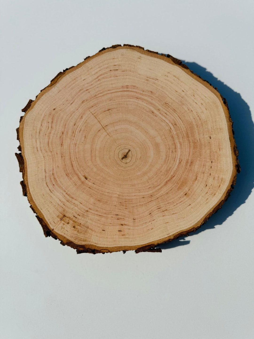 Black Alder Wood Slices Wooden Slices Alder Wood Slices Wood Logs ...