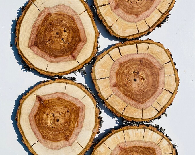 Set of 5 Slices 5'' in Diameter Wooden Slices Rustic Wood Slices for ...