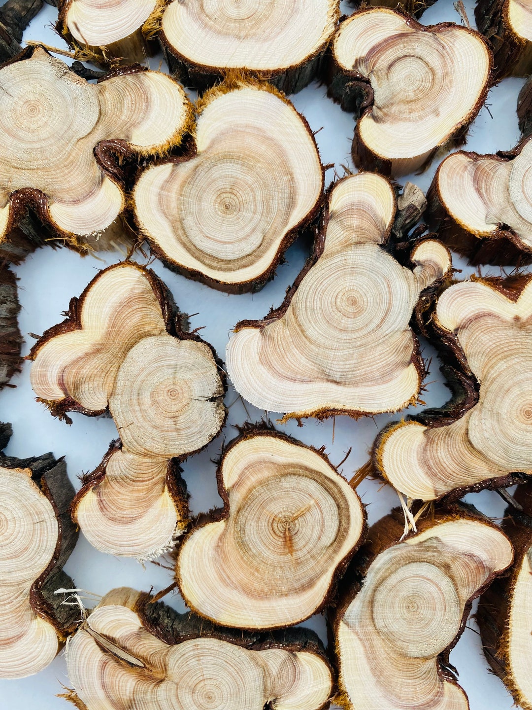 50 Small Juniper Tree Slices | Small Wooden Slices | Rustic Wood Slices ...