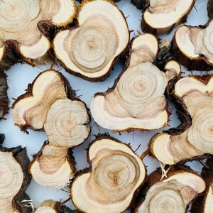 50 Small Juniper Tree Slices | Small Wooden Slices | Rustic Wood Slices ...