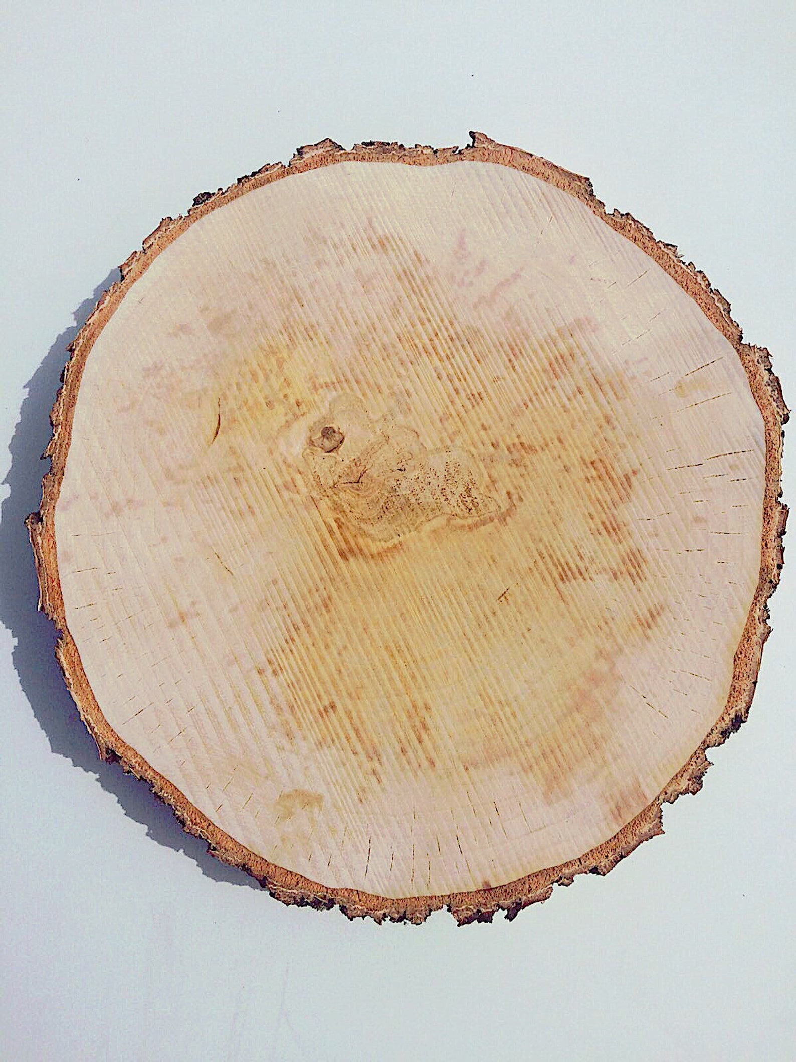 LARGE 11''12'' Birch Slice Birch Tree - Etsy
