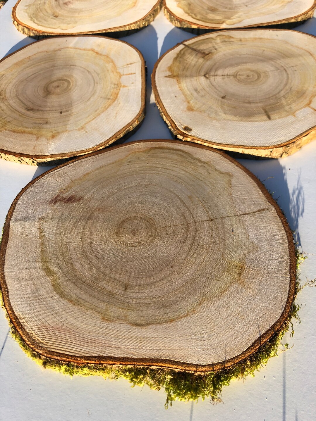 Set of 10 - 7 Inches in Diameter Bird Cherry Tree Slices Rustic Slices ...