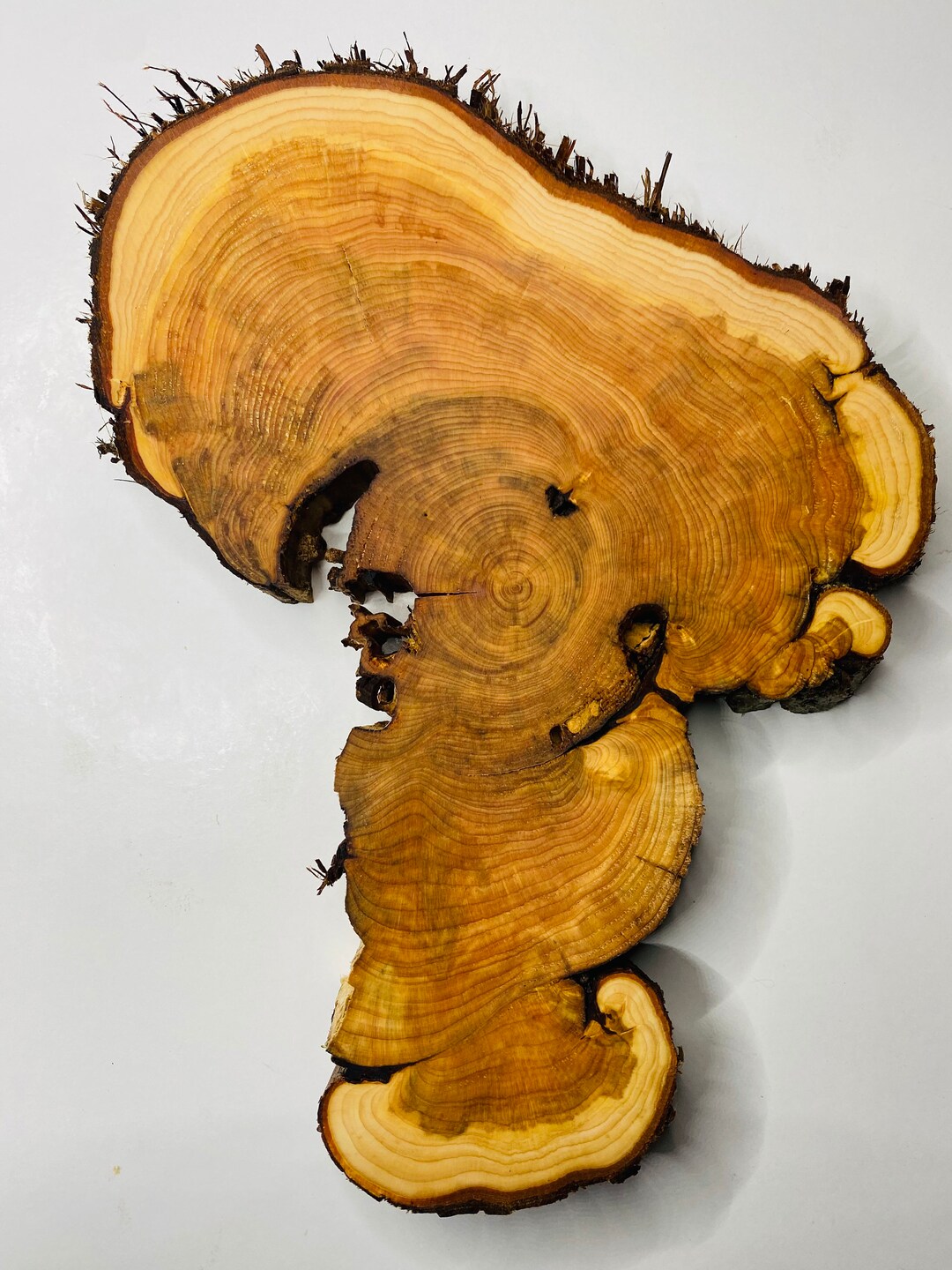 1 Large 9 Inch Juniper Tree Slices | Large Wooden Slices | Rustic Wood ...