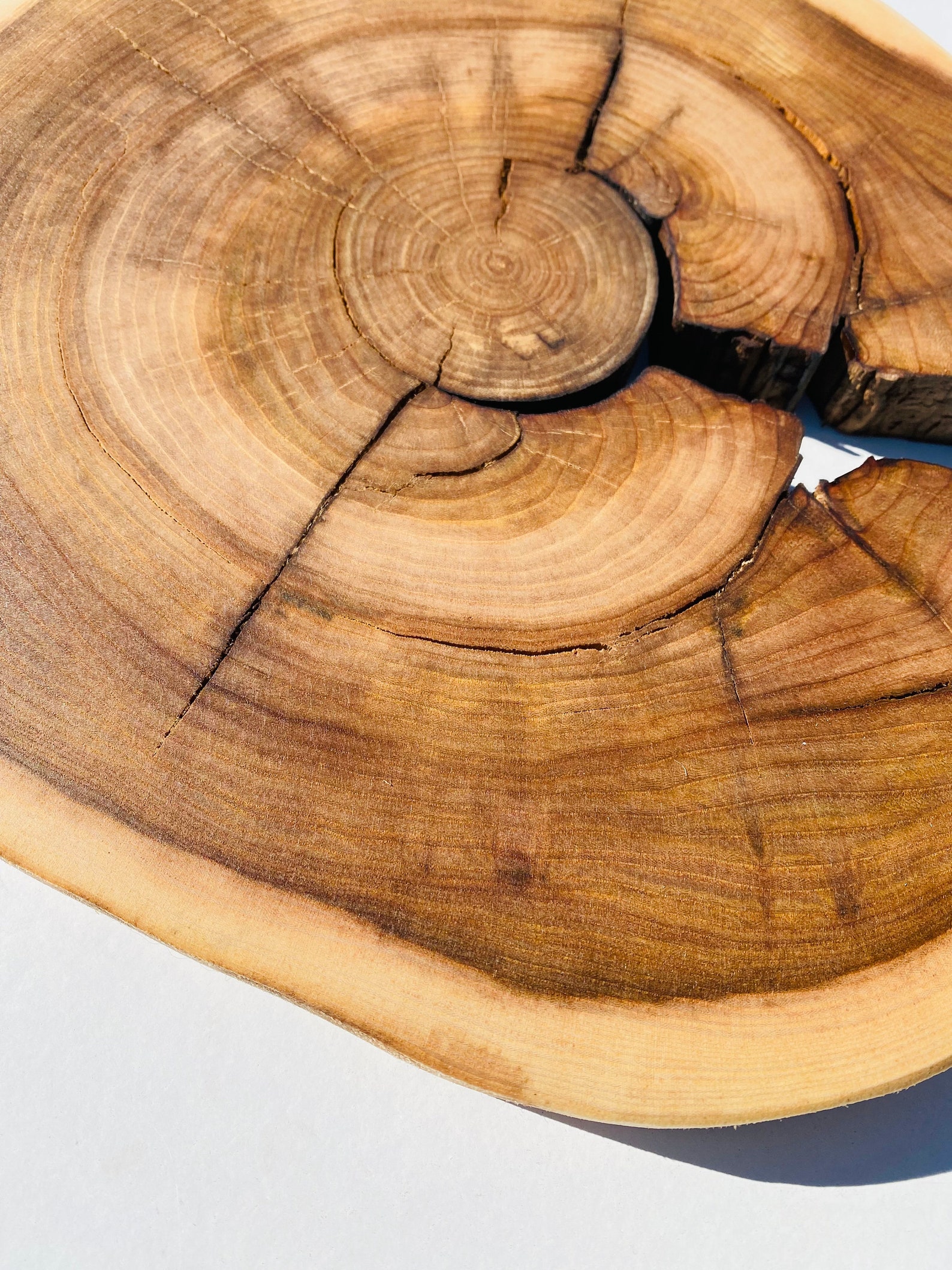 1 Large Solid Oak Wood Slice 17 Inch Oak Slices Oak Oak - Etsy