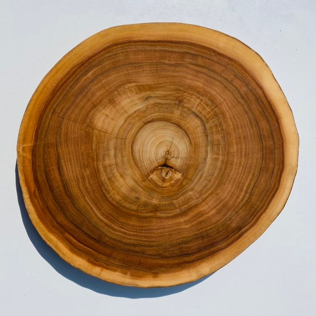 1 Large Solid Elm Wood Slice 13 Inch Elm Slices Elm Elm Circles Wooden ...