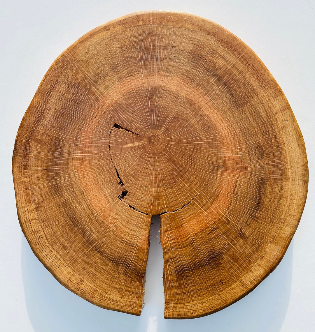 1 Large Solid Oak Wood Slice 13 Inch Oak Slices Oak Oak - Etsy