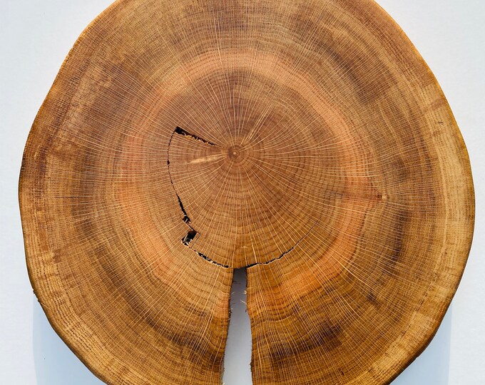 1 Large Solid Oak Wood Slice 13 Inch Oak Slices Oak Oak Circles Wooden ...