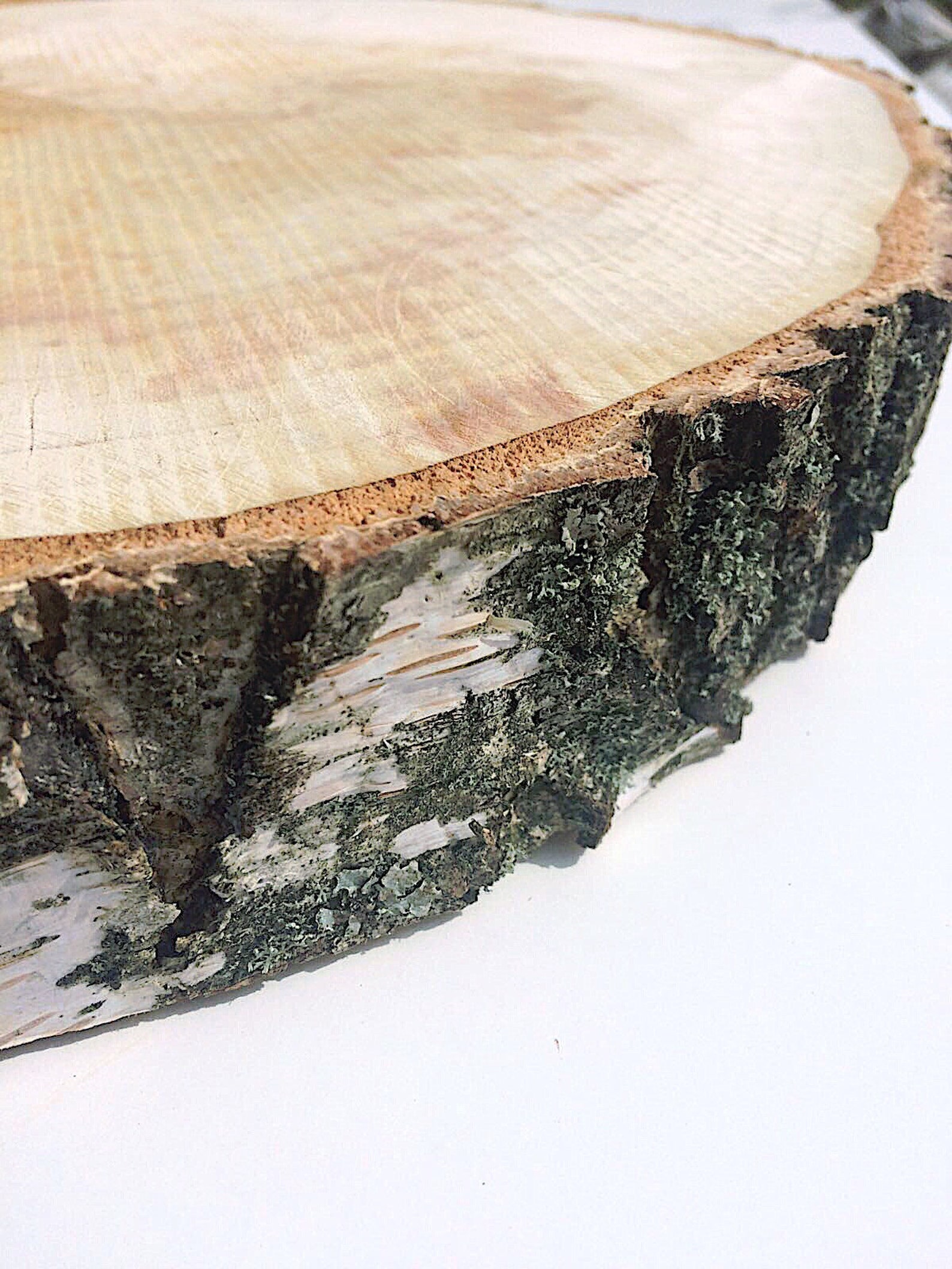 LARGE 11''12'' Birch Slice Birch Tree - Etsy