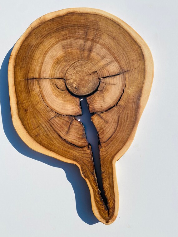 1 Large Solid Oak Wood Slice 17 Inch Oak Slices Oak Oak - Etsy