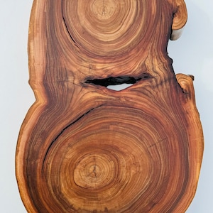 1 Extra Large Solid Elm Wood Slice 22 Inch Elm Slices Elm Elm Circles ...