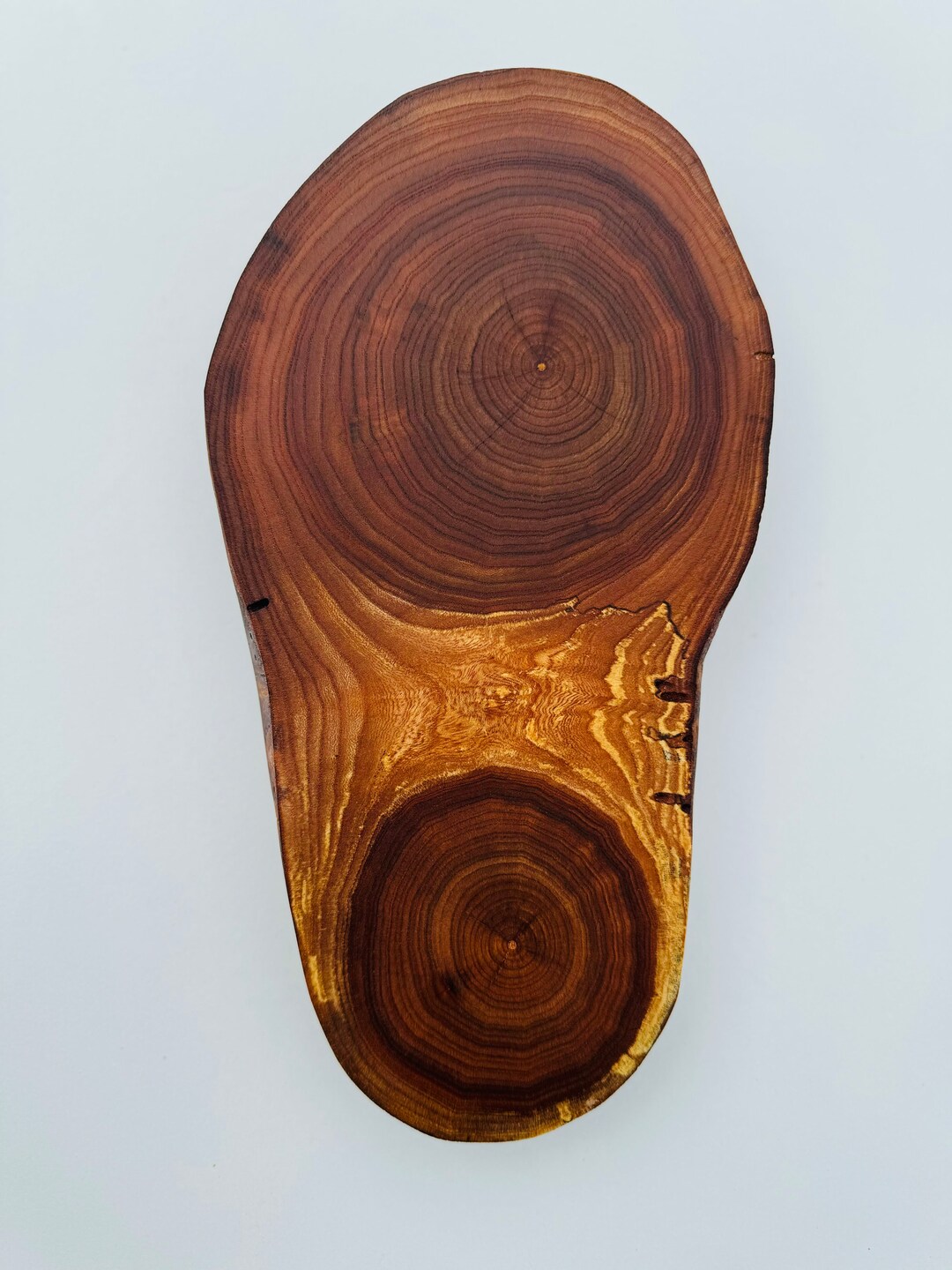 Solid Elm Wood Slice 10 Inch Elm Slices Elm Elm Circles Wooden Slices ...