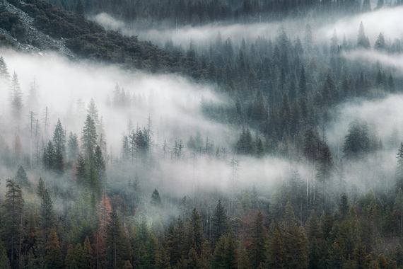 Foggy Yosemite Forest Landscape Photograph Morning Mist | Etsy