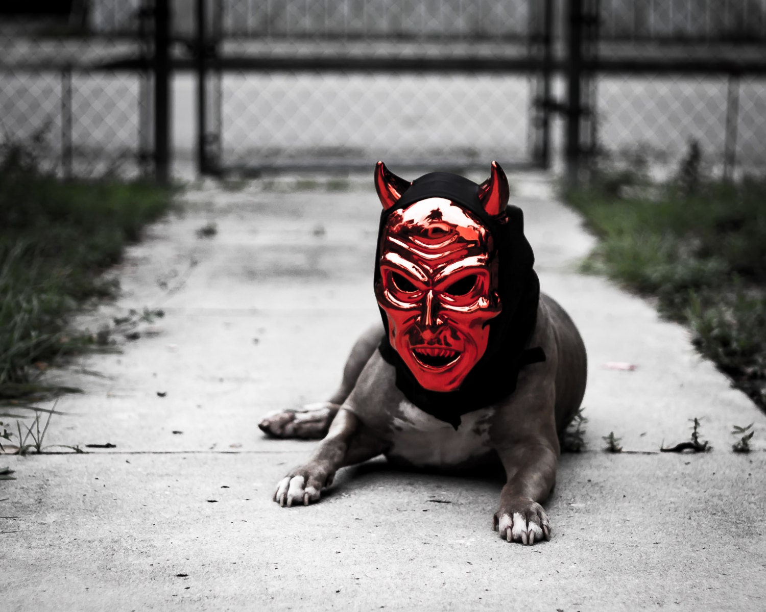 Fotografía de El Diablo, Perro del diablo, Máscara, Bully, Pitbull ...