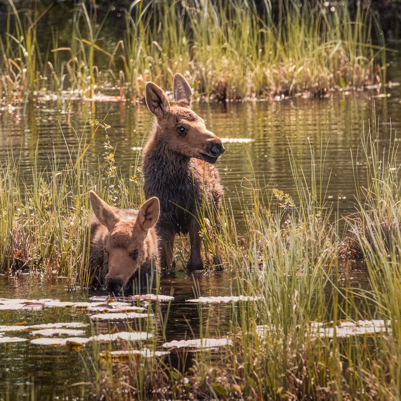 Baby Moose - Etsy
