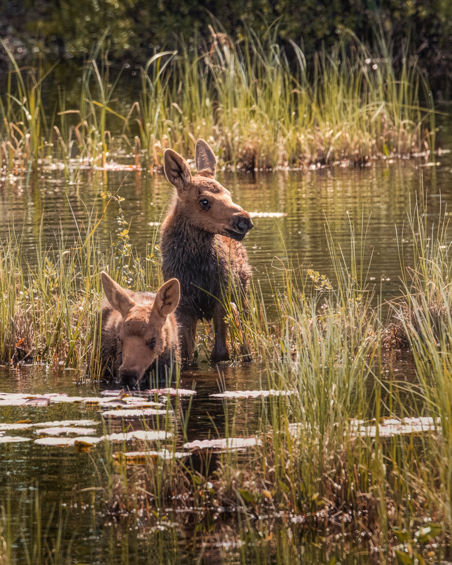 Baby Moose Photograph, Alaska Wildlife, Animals, Nature, Forestry ...