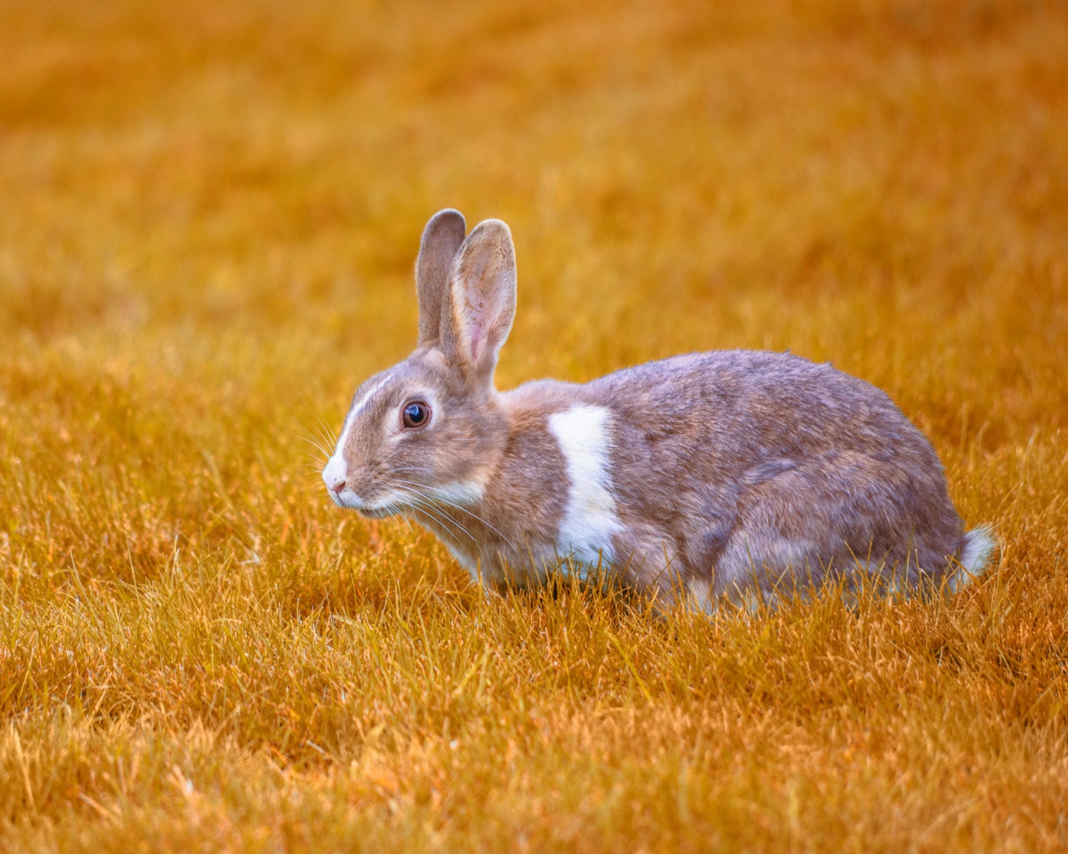 Orange Dwarf Rabbit