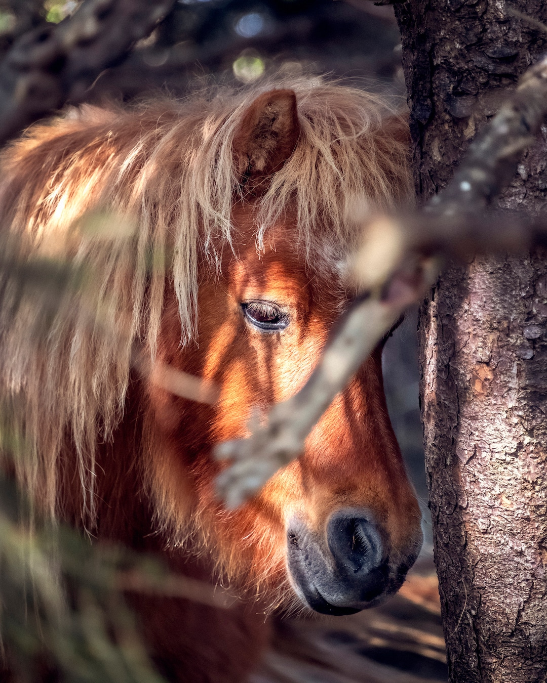 Moody Pony Photograph, Wildlife, up Close, Portrait, Nature, Dramatic ...