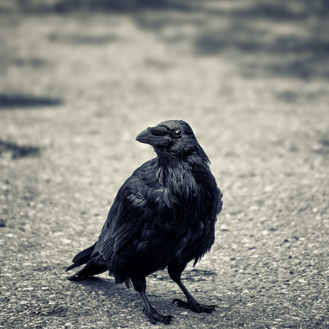 Raven Bird Photograph, Black Bird, Portrait, Wildlife, Nature, Large ...