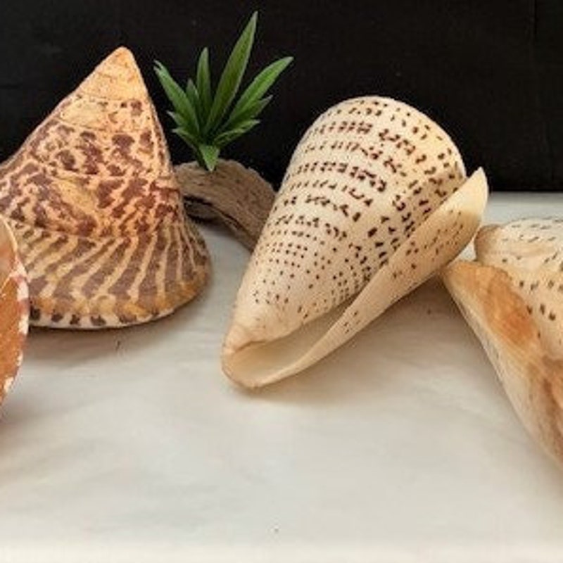 Conch Shell Lamp - Etsy