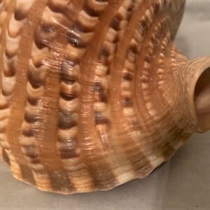 Vintage Rare Large Trumpet Triton Shell "charonia Tritonis" Seashell ...