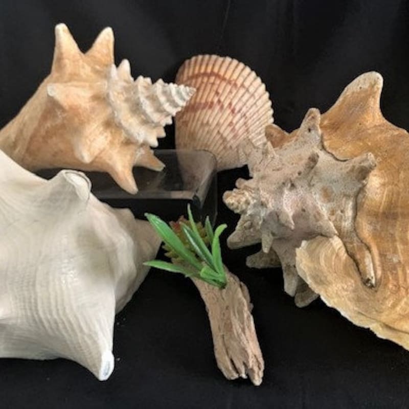 Conch Seashell - Etsy