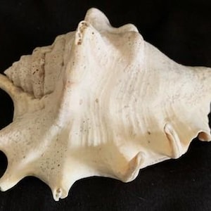 Vintage Conch Shell Spiked Murex Seashell-lambis Spider Conch Shell ...