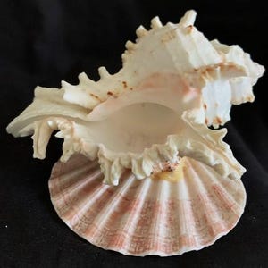 Vintage Conch Shell Spiked Murex Seashell-lambis Spider Conch Shell ...