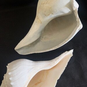 Variety Conch and Whelk Conch Seashell Collection Style and Size ...