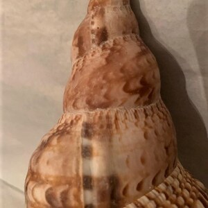 Vintage Rare Large Trumpet Triton Shell "charonia Tritonis" Seashell ...