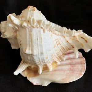 Vintage Conch Shell Spiked Murex Seashell-lambis Spider Conch Shell ...