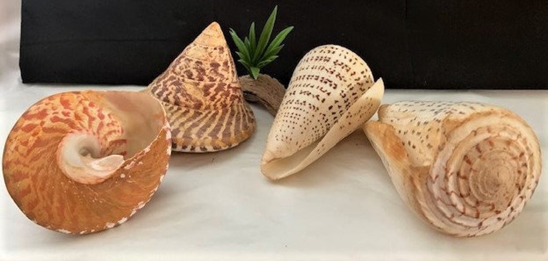 Vintage Conus Betulinus Shells & Vintage Natural Brown Rochia Nilotica ...