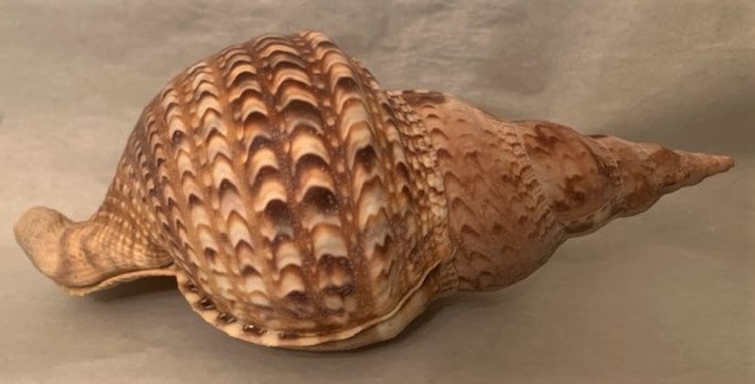 Vintage Rare Large Trumpet Triton Shell "charonia Tritonis" Seashell ...