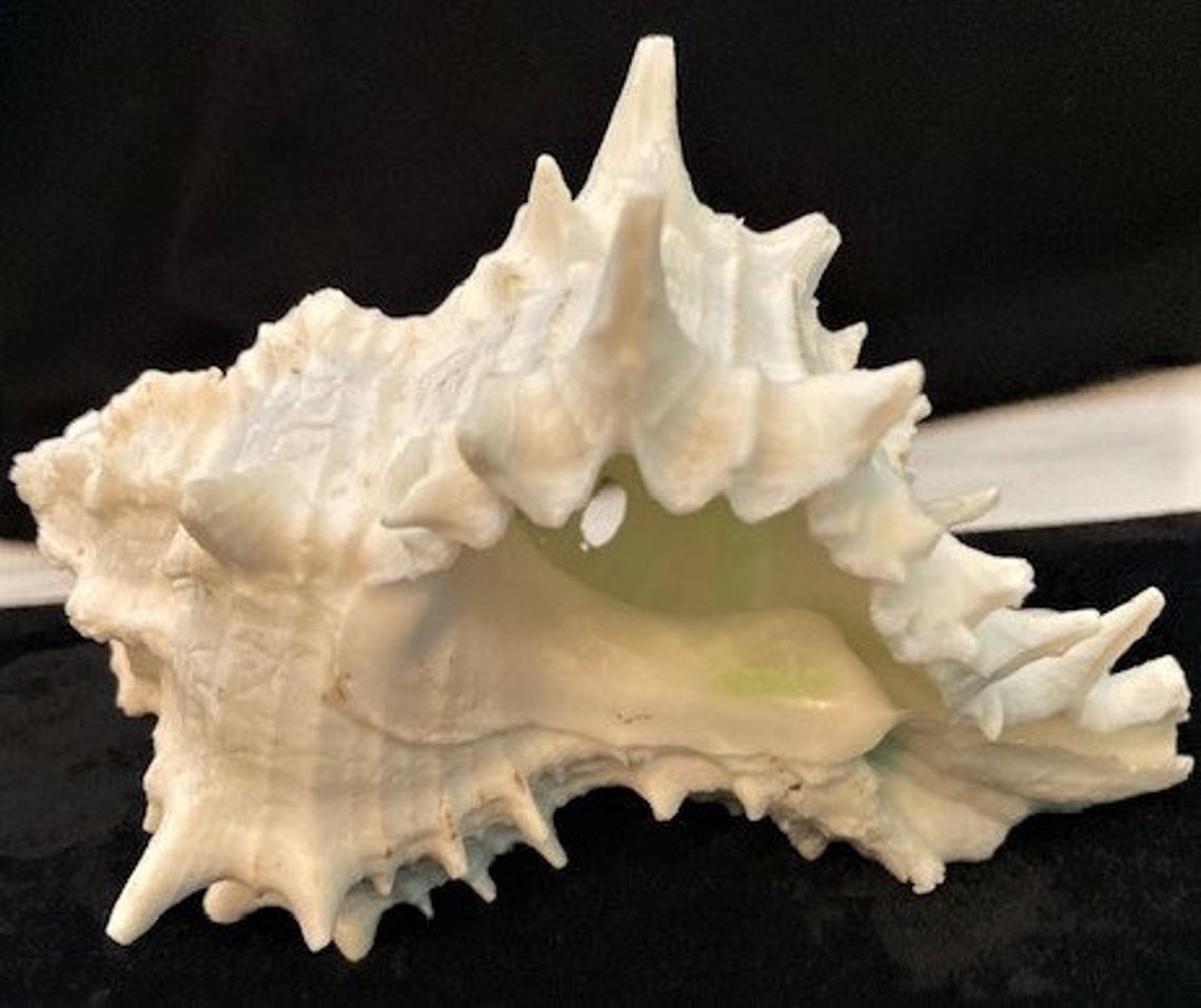 Collection Murex Ramosus Conch Spiky Shells & Whelk Shells | Etsy