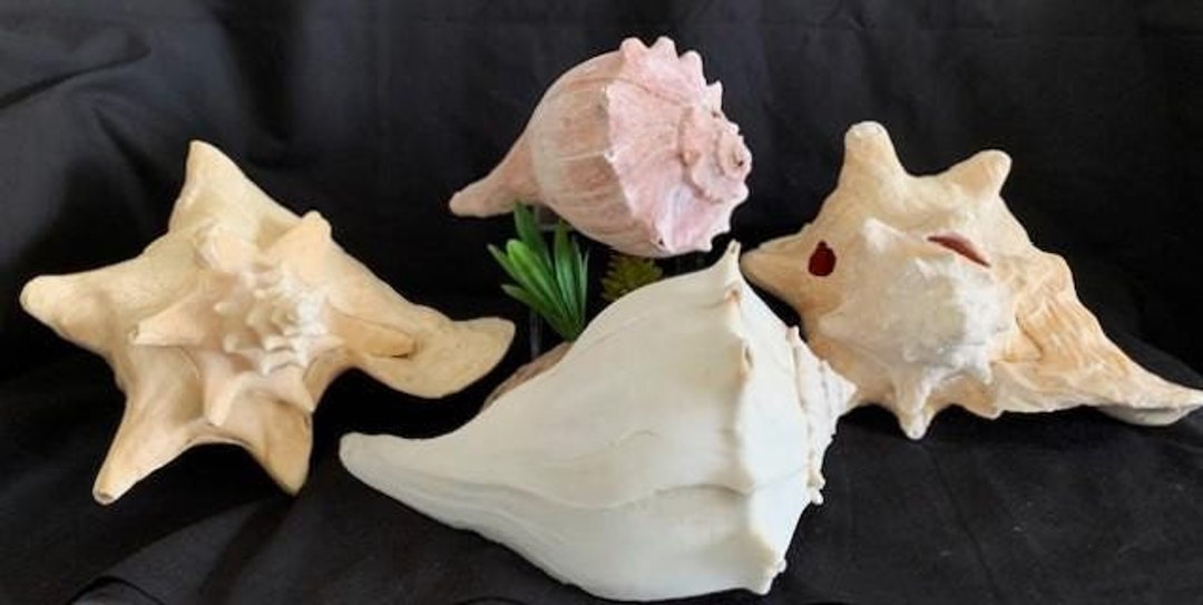 Vintage Large Natural Pink Queen Conch Shells & Whelk Conch Shells ...