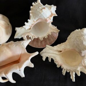 Vintage Conch Shell Spiked Murex Seashell-lambis Spider Conch Shell ...