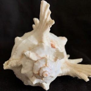 Vintage Conch Shell Spiked Murex Seashell-lambis Spider Conch Shell ...