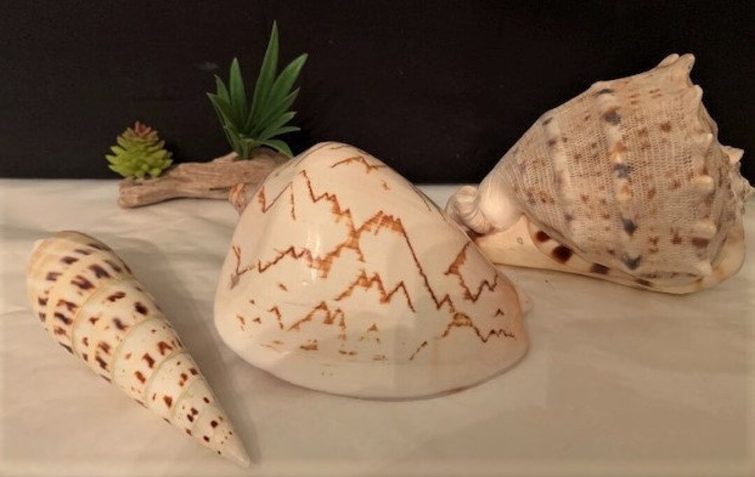 Natural Bull's Mouth Helmet Conch Shell Coral Sea Snail Nobel Volute ...