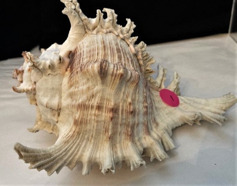 Collection Murex Ramosus Conch Spiky Shells & Whelk Shells | Etsy