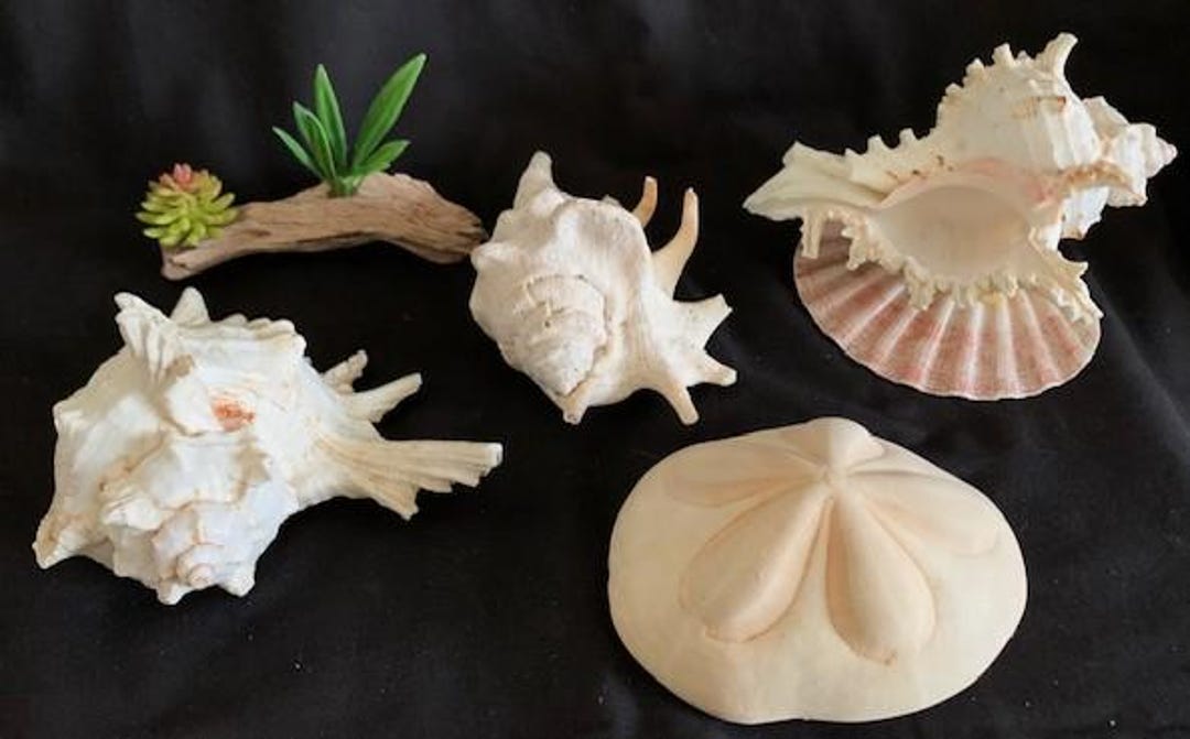 Vintage Conch Shell Spiked Murex Seashell-lambis Spider Conch Shell ...