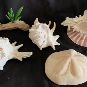 Vintage Conch Shell Spiked Murex Seashell-lambis Spider Conch Shell ...