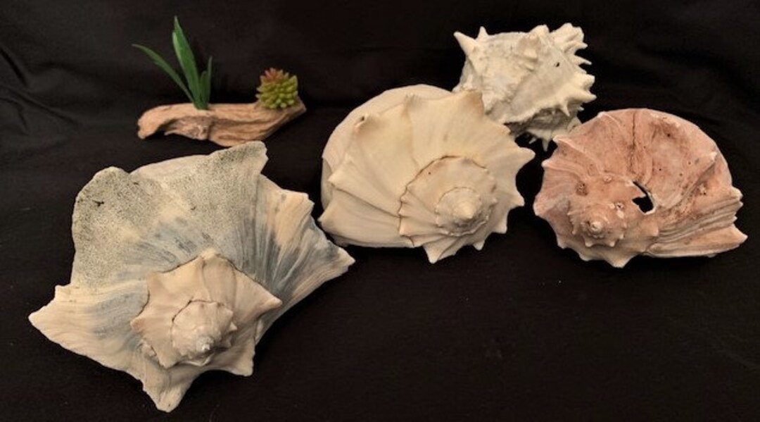 Collection of Murex Conch Spiky Shells & Whelk Conch Shells, Variety ...