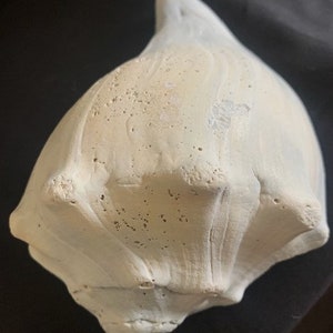 Variety Conch and Whelk Conch Seashell Collection Style and Size ...