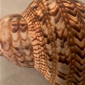 Vintage Rare Large Trumpet Triton Shell "charonia Tritonis" Seashell ...