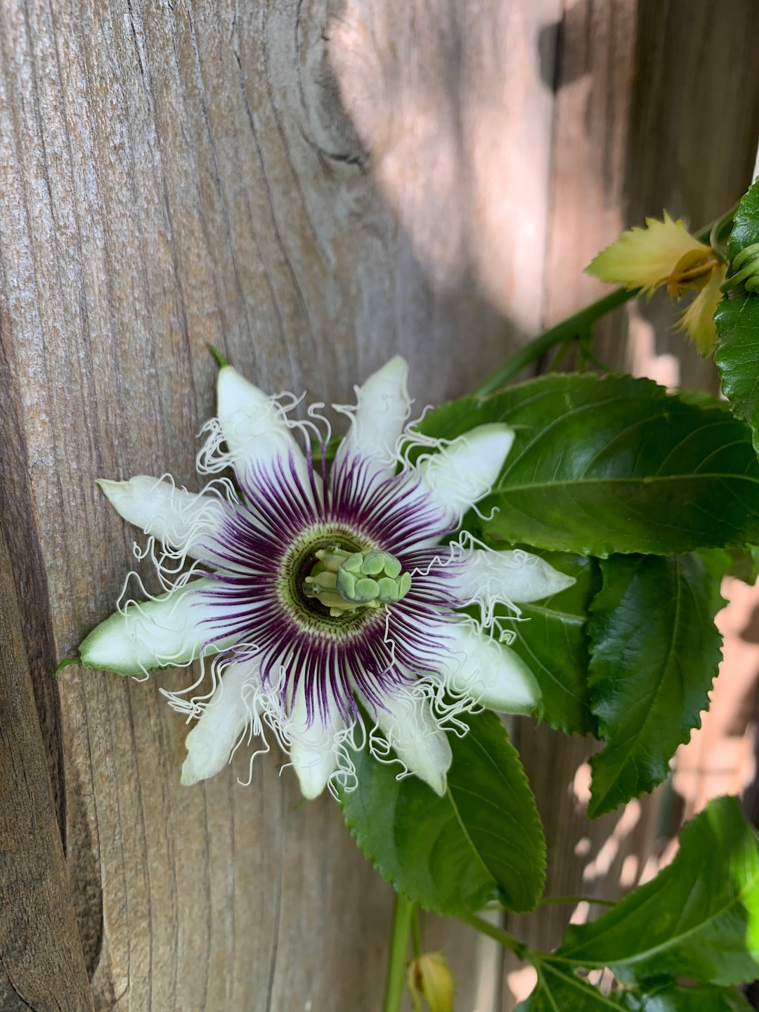 Live Passion Vine Fruit Passiflora Edulis Frederick Passionfruit ...