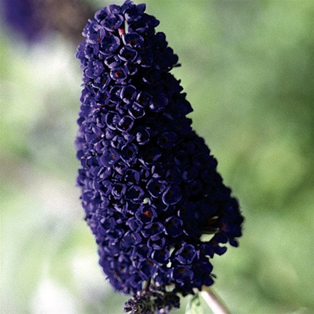4 Black Knight Butterfly Bush Plants Potted - Etsy