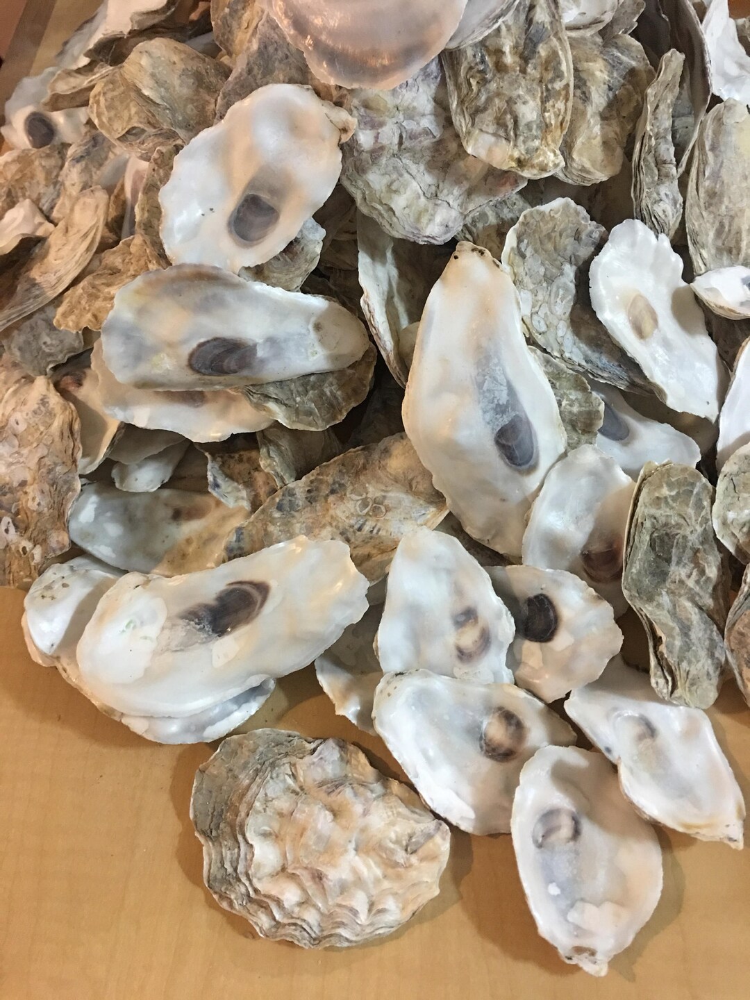 180 Oyster Shells 3-4.5 Inch Flat Side Clean No Smell Place Cards Art ...