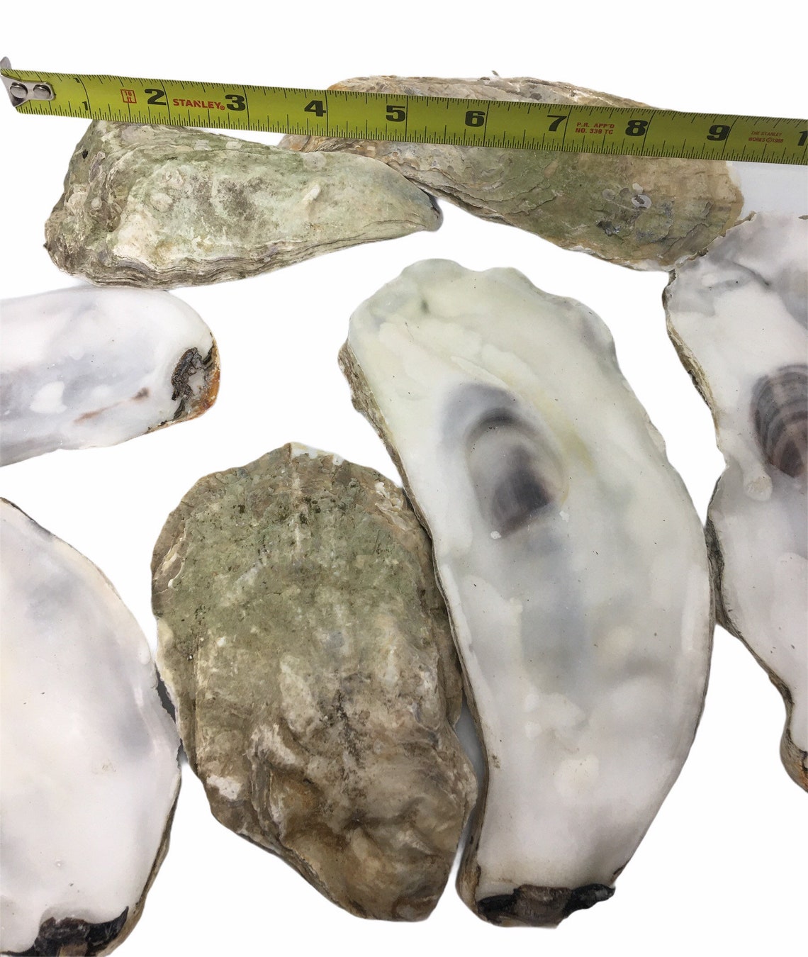 35 to 40 Large Oyster Shells 5 to 7 Clean No Smell Art Craft - Etsy