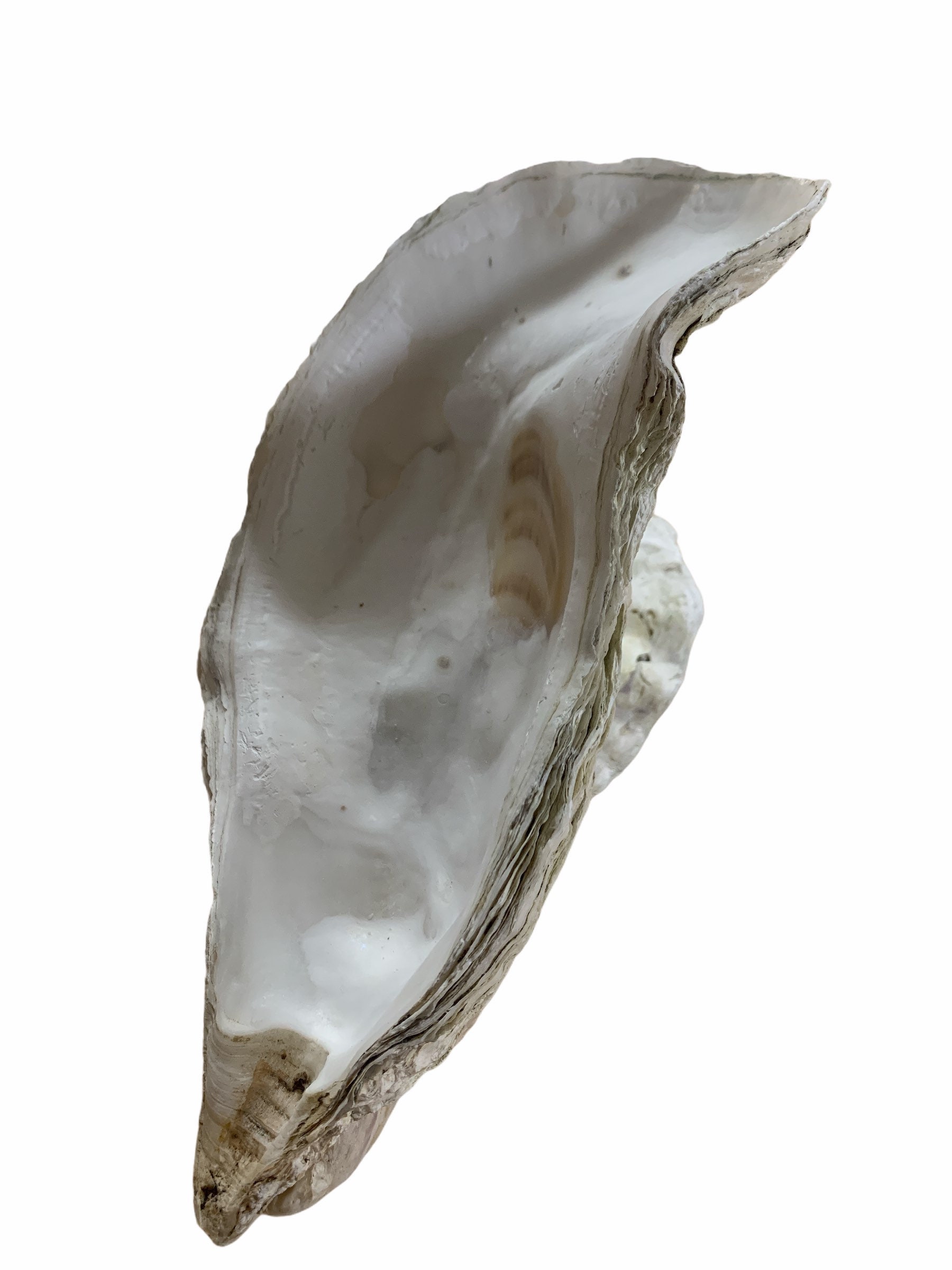 Rare Large Oyster Shell Cluster 10 inches Clean Decor Craft | Etsy