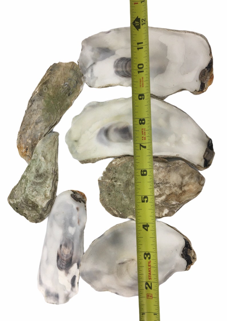 35 to 40 Large Oyster Shells 5 to 7 Clean No Smell Art Craft - Etsy