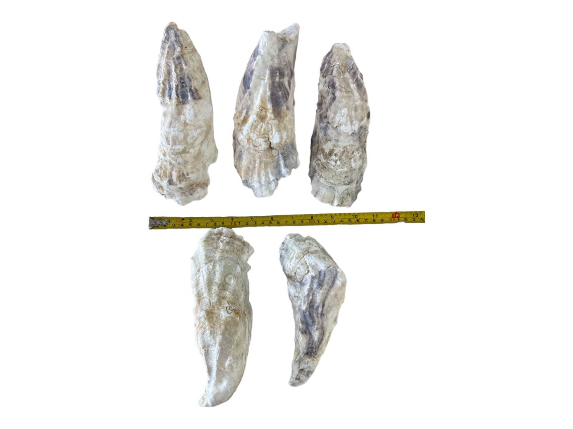 15 Giant Narrow Cupped Oyster Shells 7-9” Clean for Painting, Aquariums ...